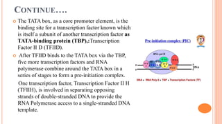 Transcription (Eukaryotic and prokaryotic ) | PPTX