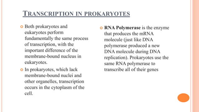 Transcription (Eukaryotic and prokaryotic ) | PPTX | Biological ...