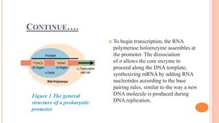 Transcription (Eukaryotic and prokaryotic ) | PPTX
