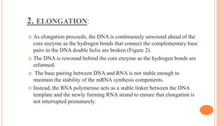 Transcription (Eukaryotic and prokaryotic ) | PPTX