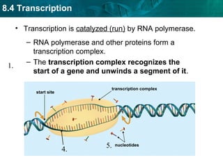 Transcription ch 8.4 | PPT