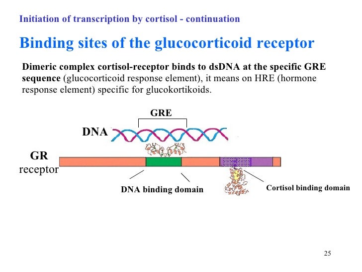 Transcription dna2011