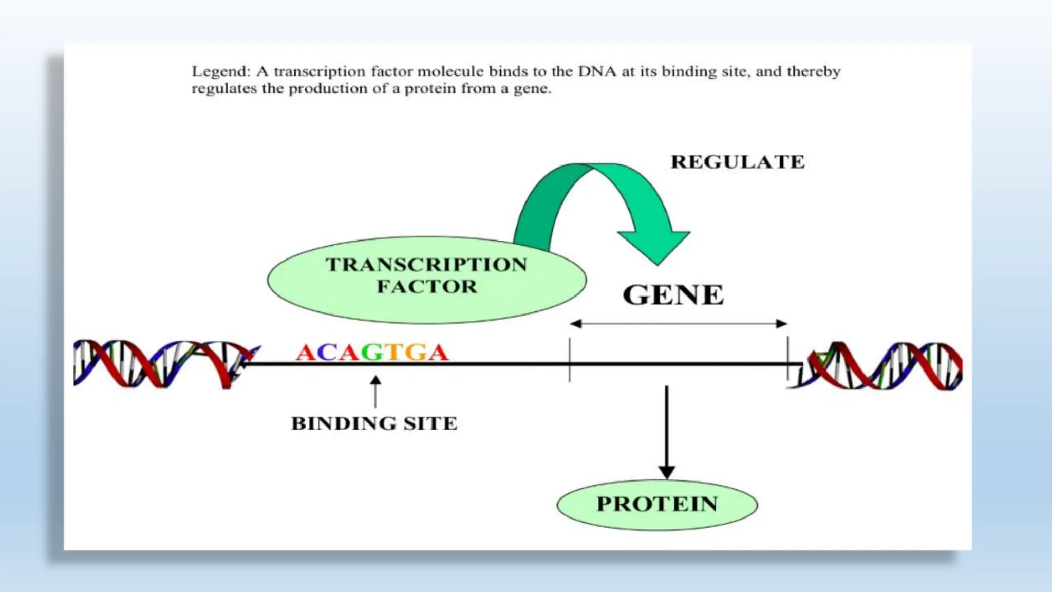 transcriptionfactor-180830142612345.pptx