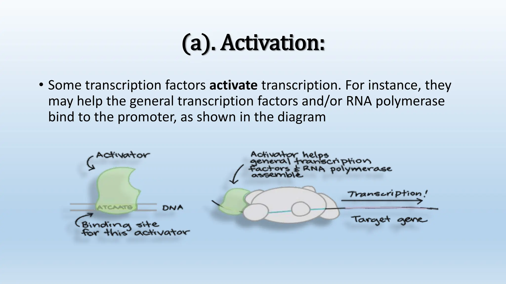 transcriptionfactor-180830142612345.pptx