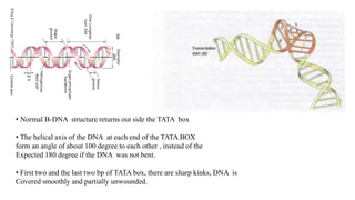 transcription factor.pptx