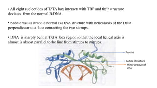 transcription factor.pptx | Chemistry | Science