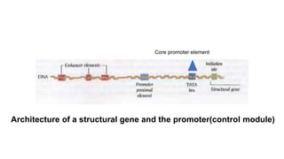 transcription factor.pptx | Chemistry | Science