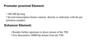 transcription factor.pptx