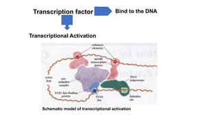 transcription factor.pptx