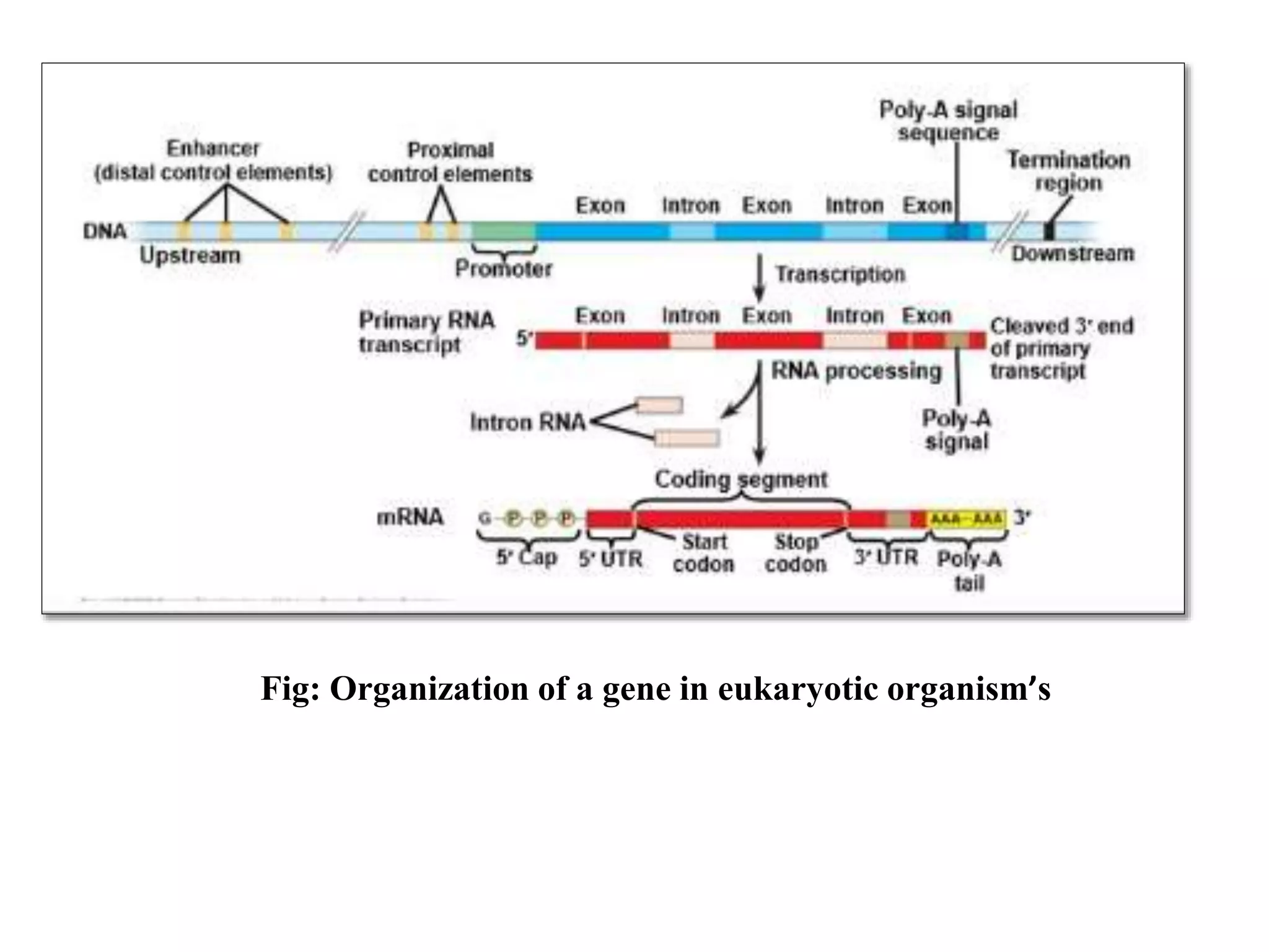 Transcription factors | PPTX