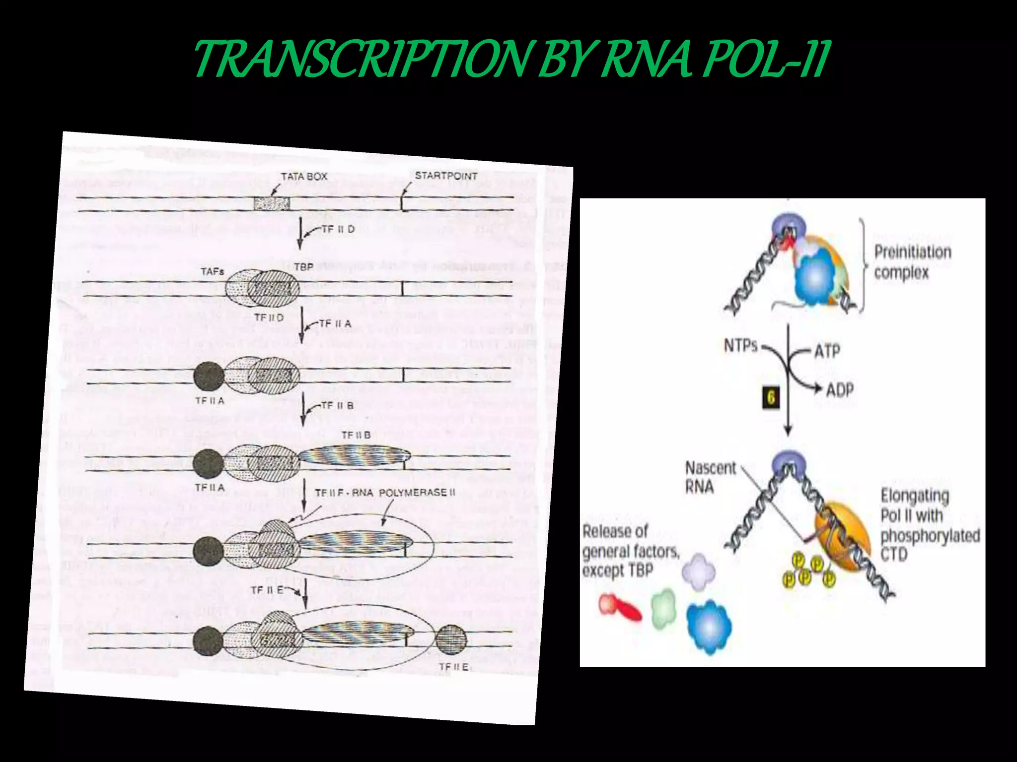 TRANSCRIPTION FACTORS.pptx