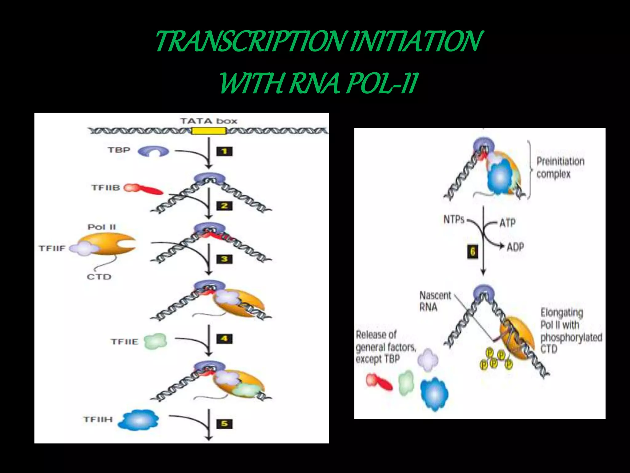 TRANSCRIPTION FACTORS.pptx