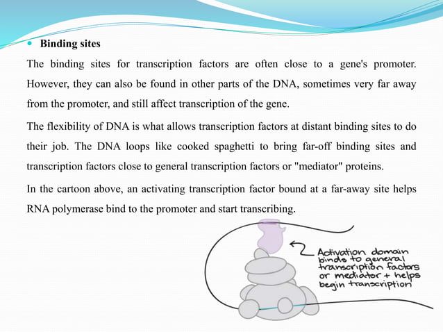 Transcription factors and machinery | PPT