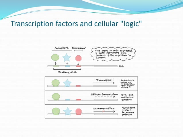 Transcription factors and machinery | PPT