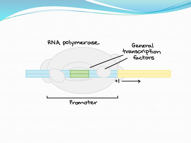 Transcription factors and machinery | PPT