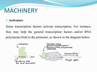 Transcription factors and machinery | PPT