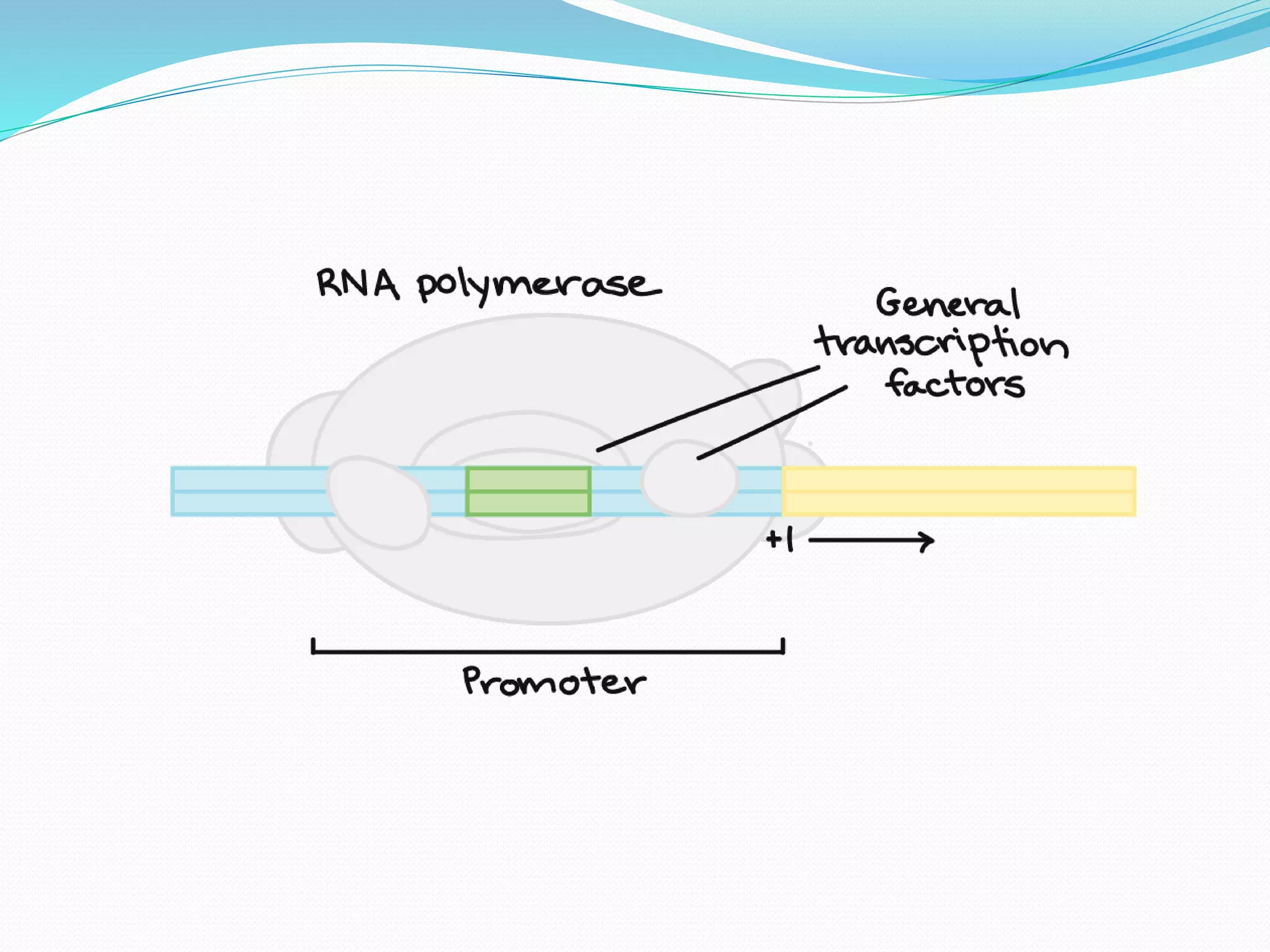 Transcription factors and machinery | PPTX