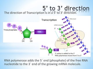transcription_hl.pdf
