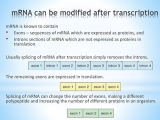 transcription_hl.pdf