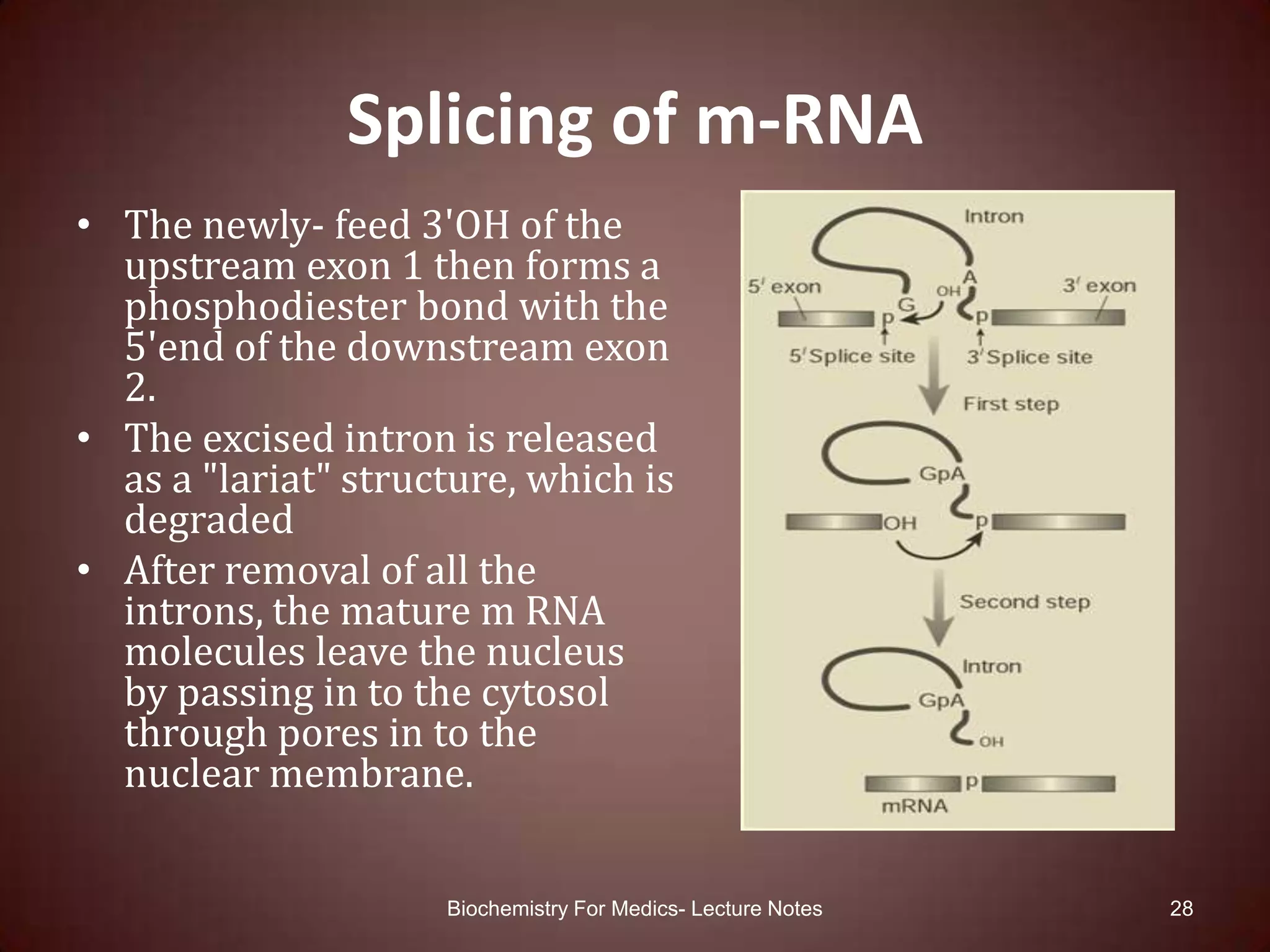 Transcription II- Post transcriptional modifications and inhibitors of ...
