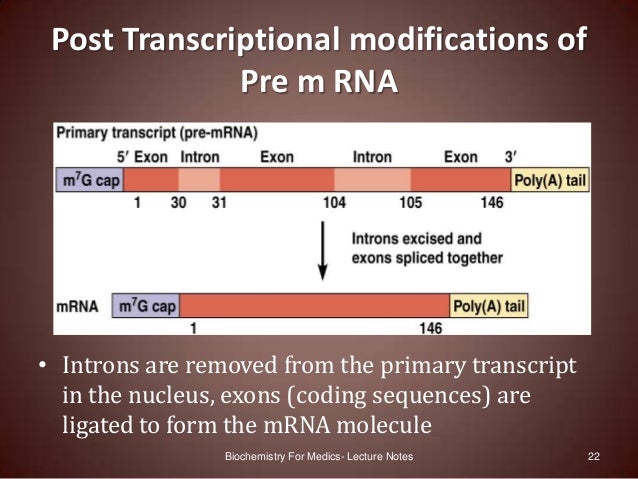 Transcription II- Post transcriptional modifications and inhibitors o…