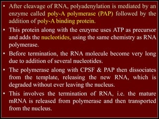 Transcription in eukaryotes | PPTX