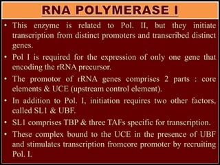 Transcription in eukaryotes | PPTX