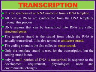Eukaryotic Transcription Steps