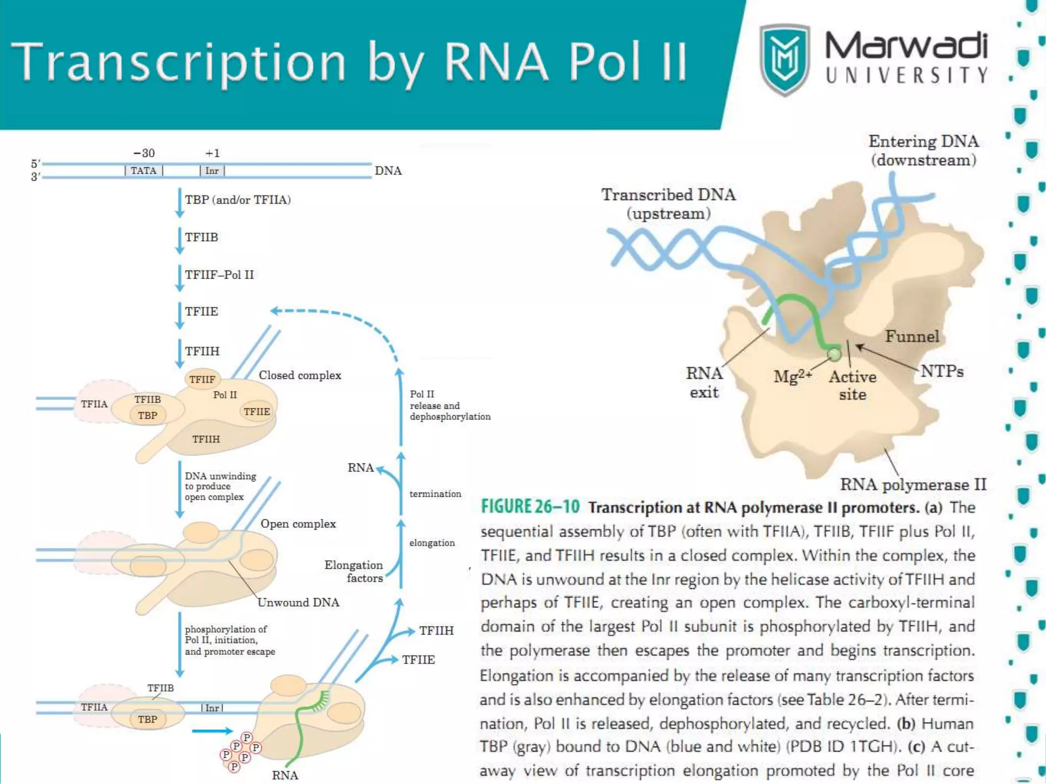 Transcription in Eukaryotes | PPTX