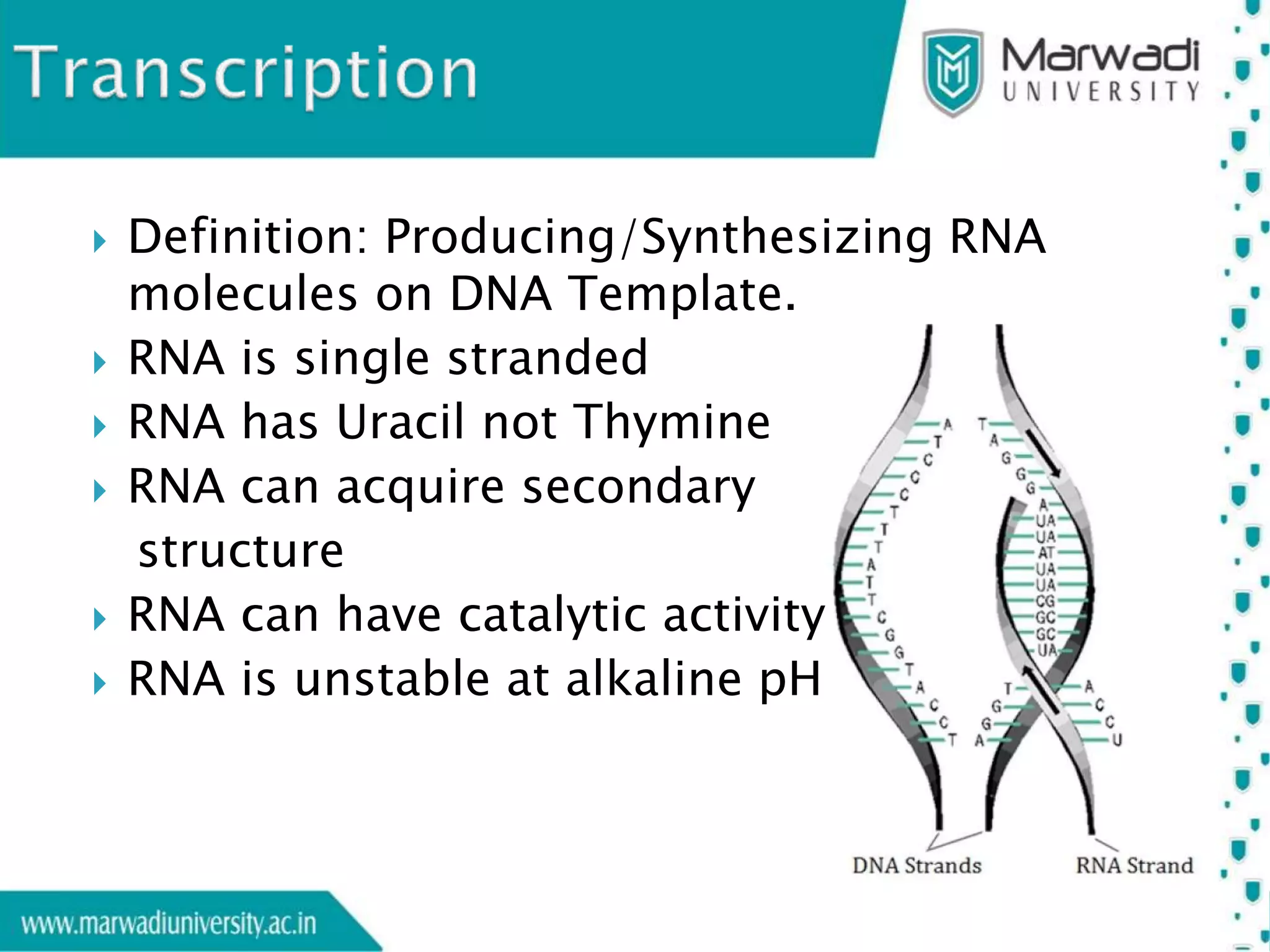 Transcription in Eukaryotes | PPTX