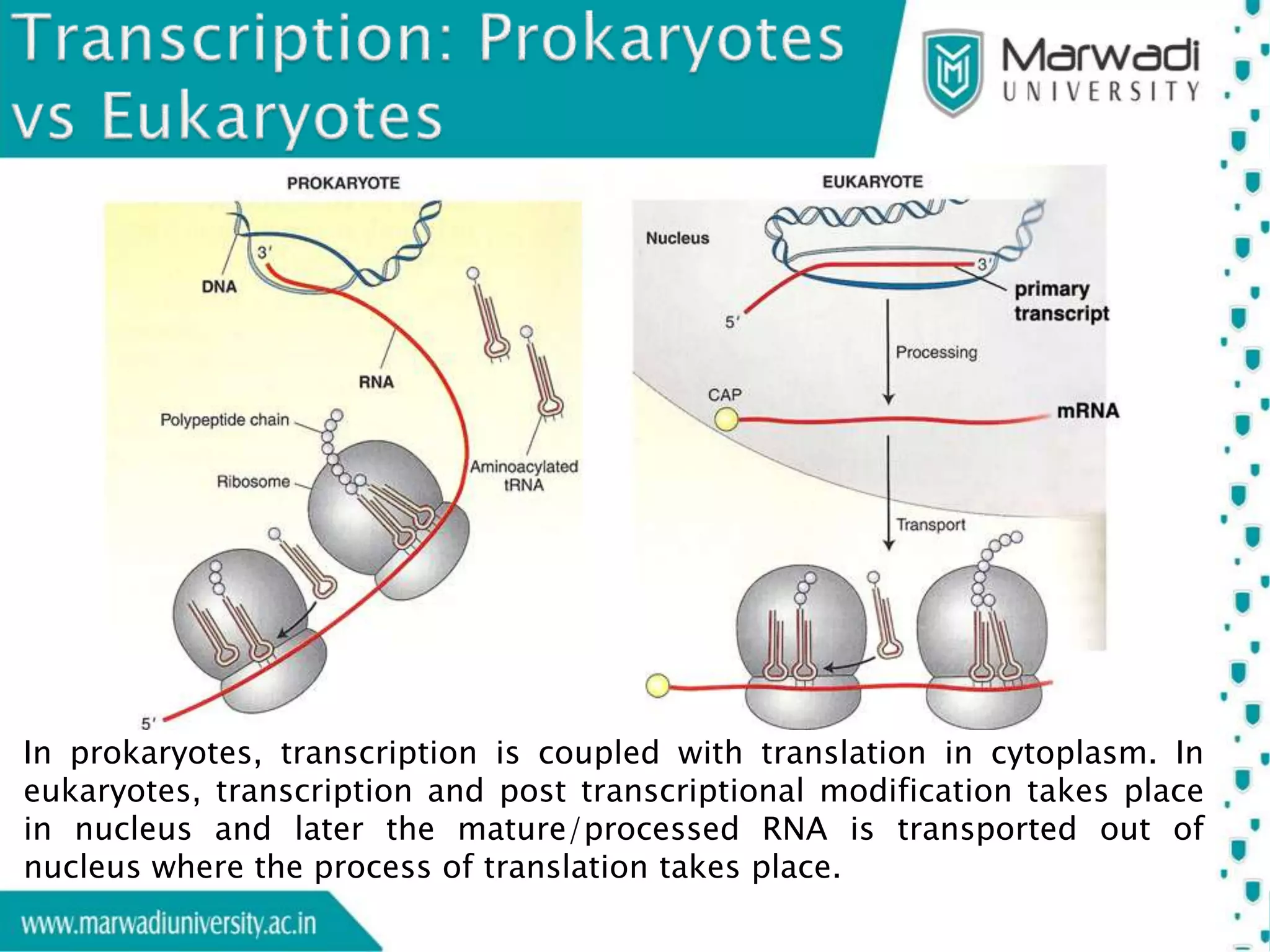 Transcription in Eukaryotes | PPTX