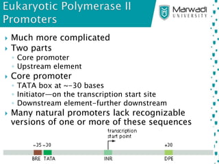 Transcription in Eukaryotes | PPTX