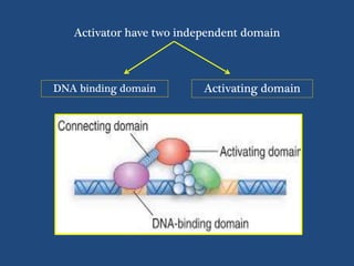 Transcription in eukaryotes | PPTX
