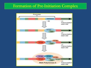 Transcription in eukaryotes | PPTX