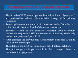 Transcription in eukaryotes | PPTX