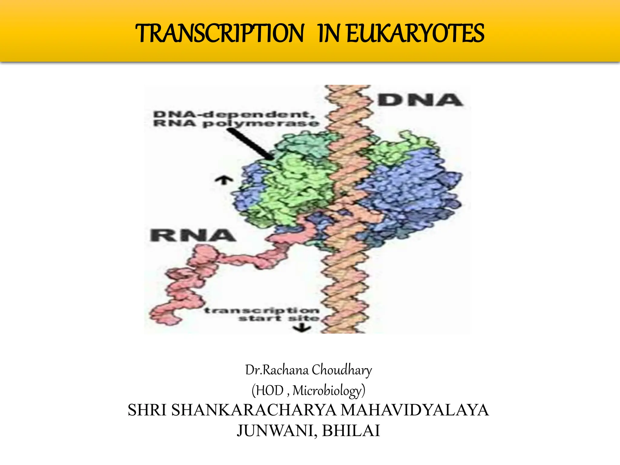 TRANSCRIPTION IN EUKARYOTES | PPT