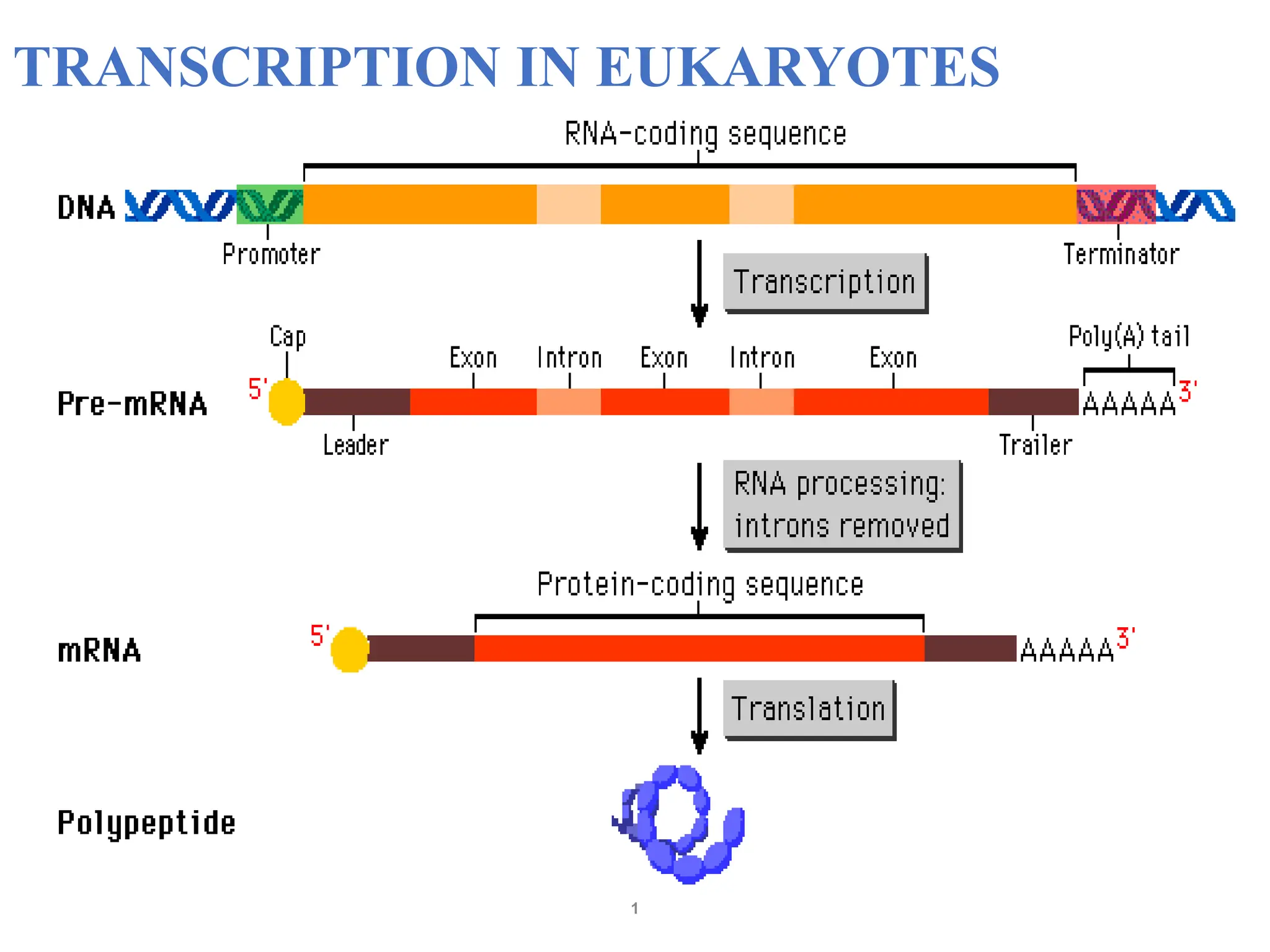 TRANSCRIPTION IN EUKARYOTES | PPT