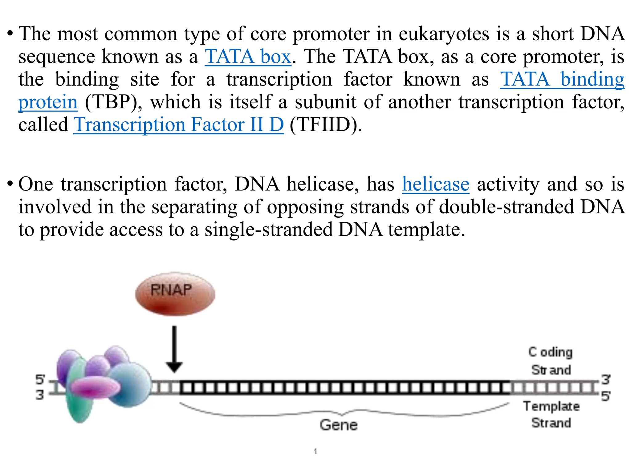 TRANSCRIPTION IN EUKARYOTES | PPT