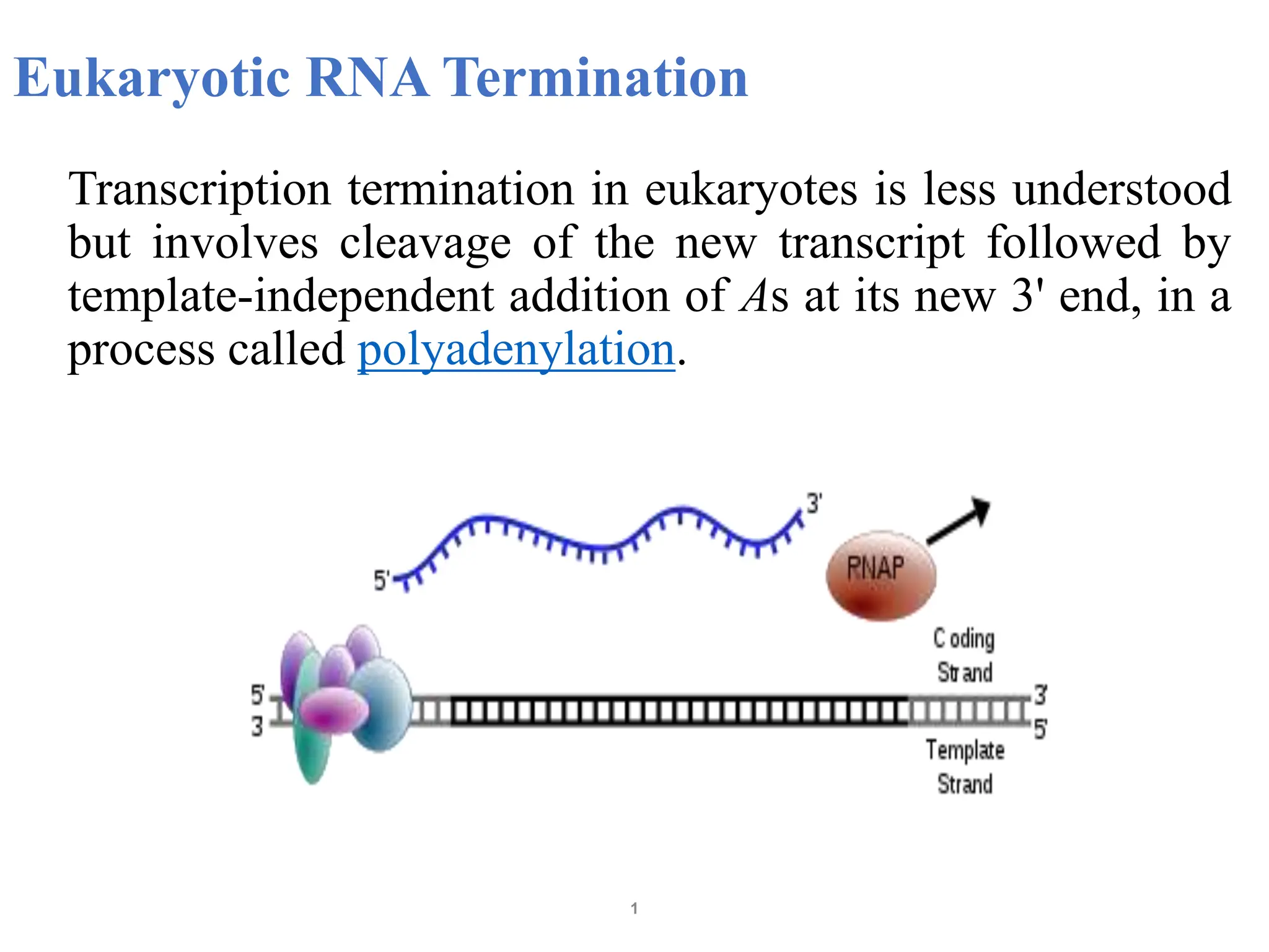 TRANSCRIPTION IN EUKARYOTES | PPT