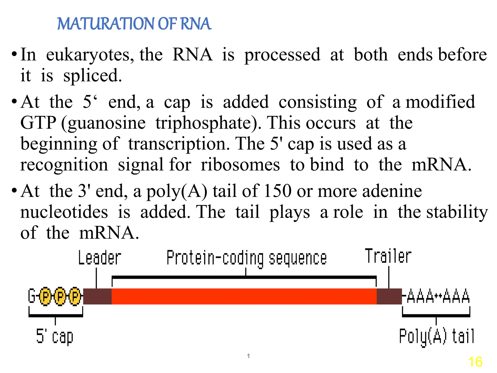 TRANSCRIPTION IN EUKARYOTES | PPT