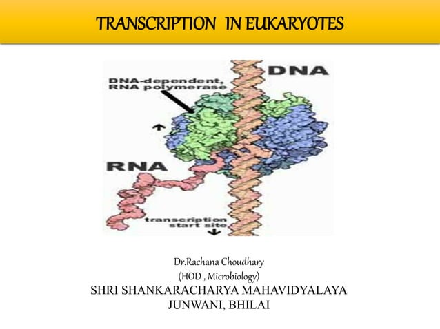 TRANSCRIPTION IN EUKARYOTES | PPT