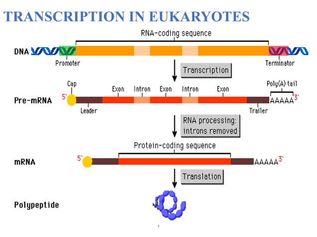 TRANSCRIPTION IN EUKARYOTES | PPT