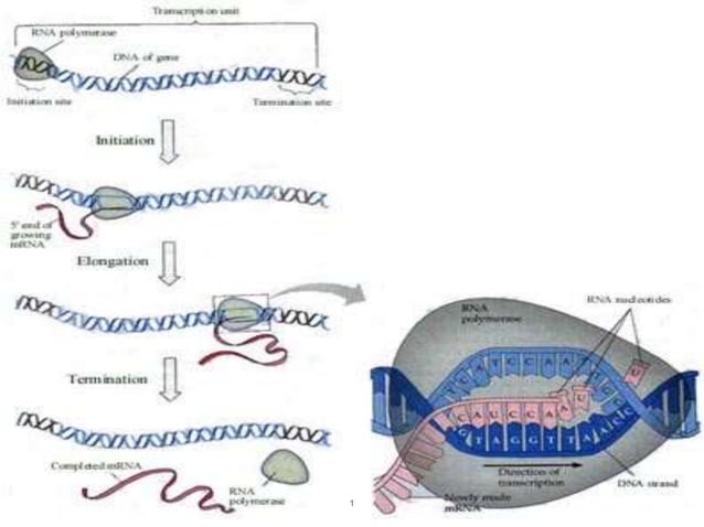 TRANSCRIPTION IN EUKARYOTES | PPT