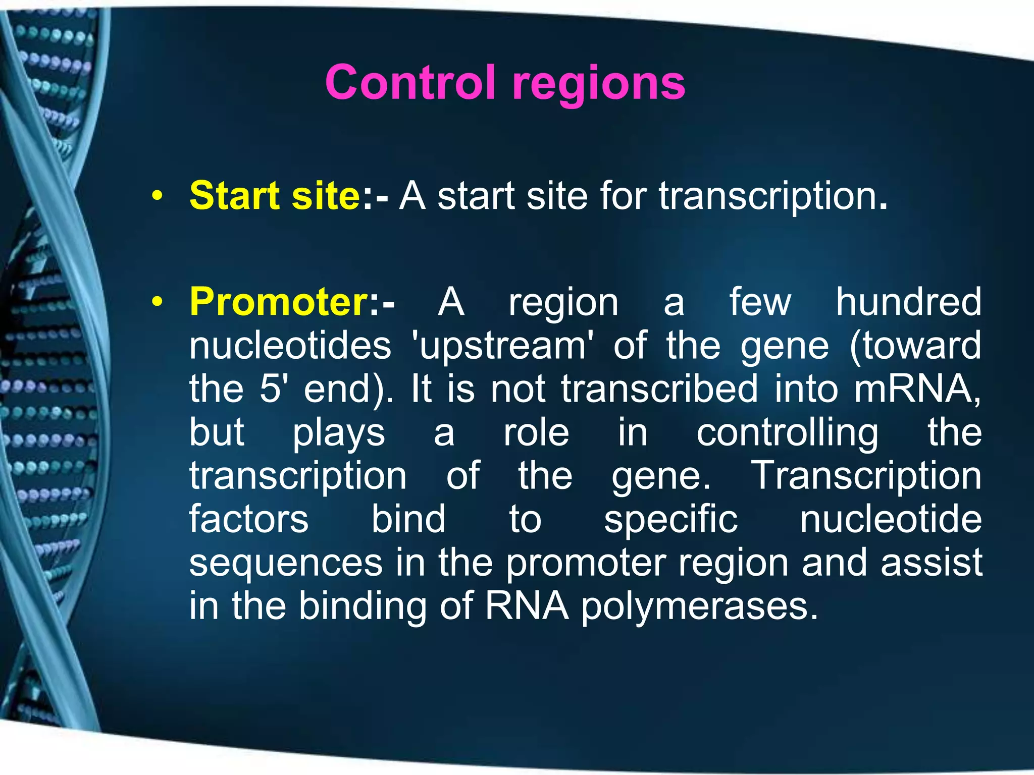 Transcription in Eukaryotes-Complete.ppt