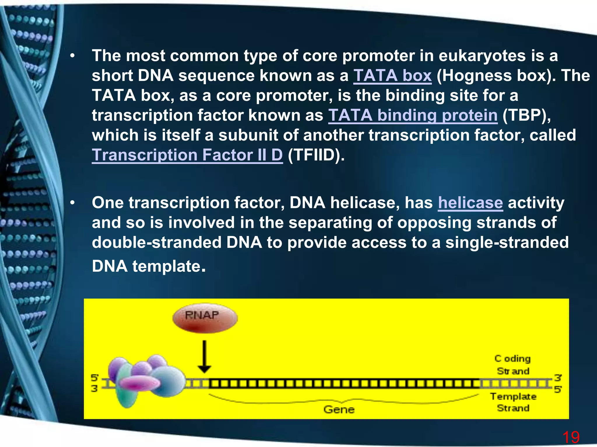 Transcription in Eukaryotes-Complete.ppt