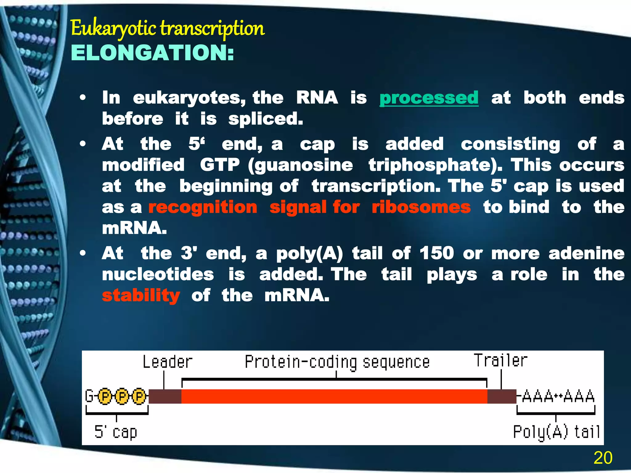 Transcription in Eukaryotes-Complete.ppt