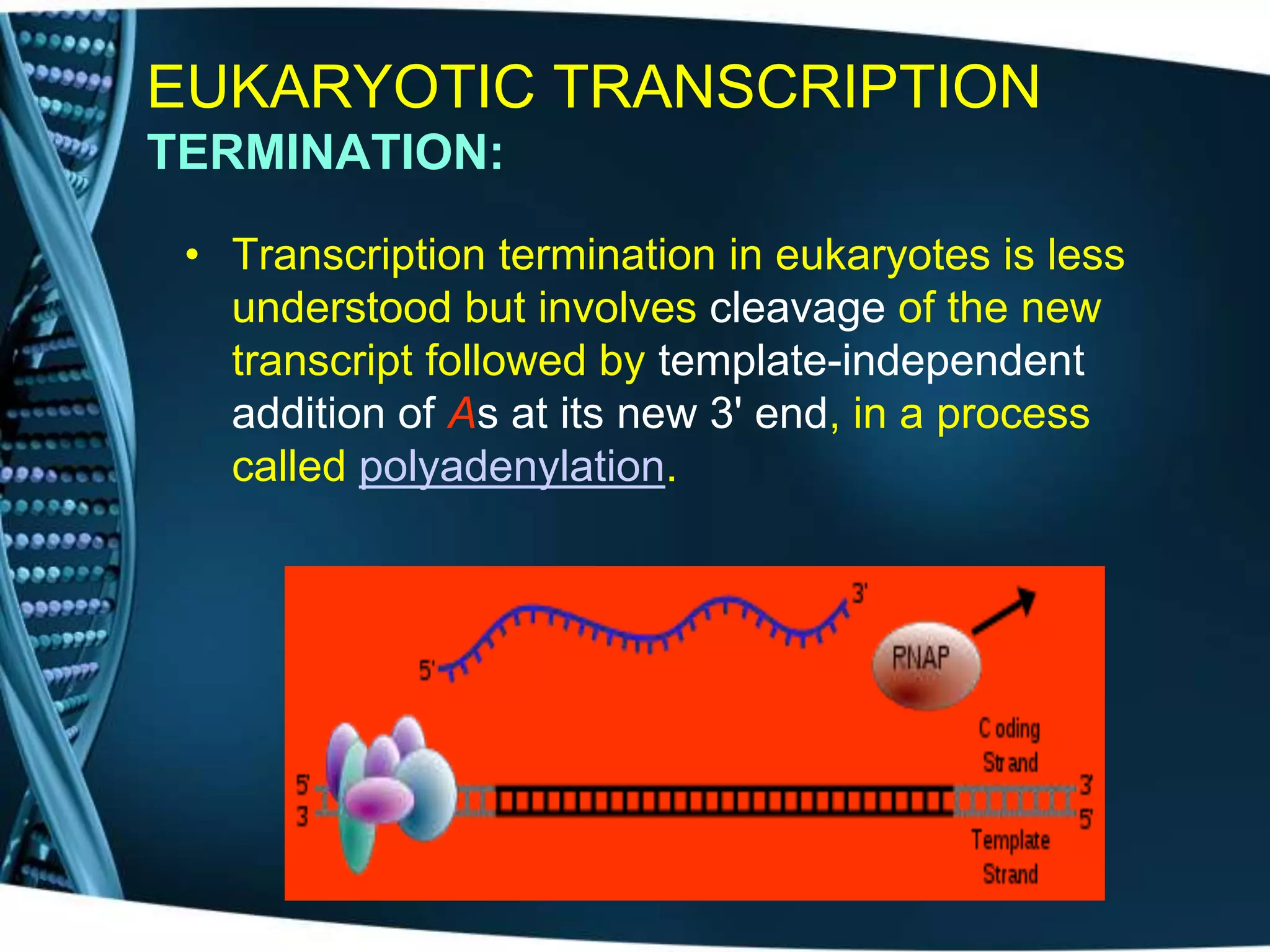 Transcription in Eukaryotes-Complete.ppt
