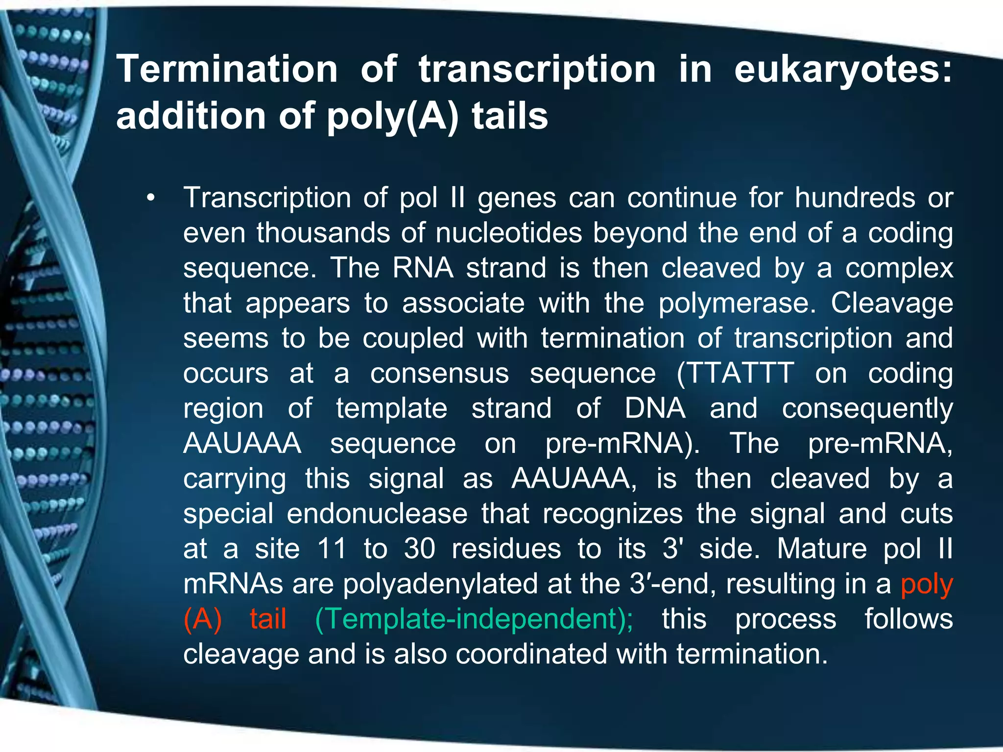 Transcription in Eukaryotes-Complete.ppt