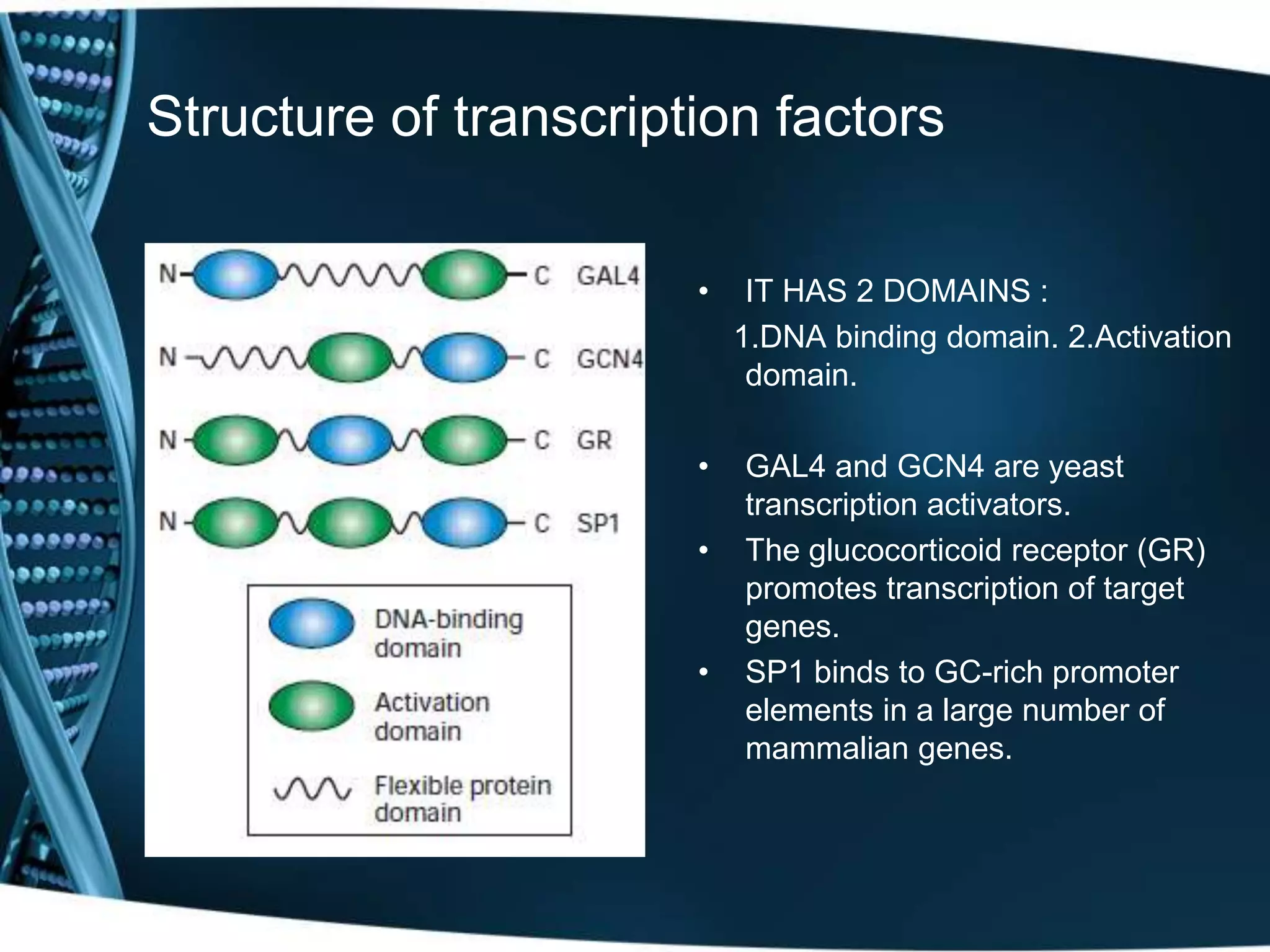 Transcription in Eukaryotes-Complete.ppt