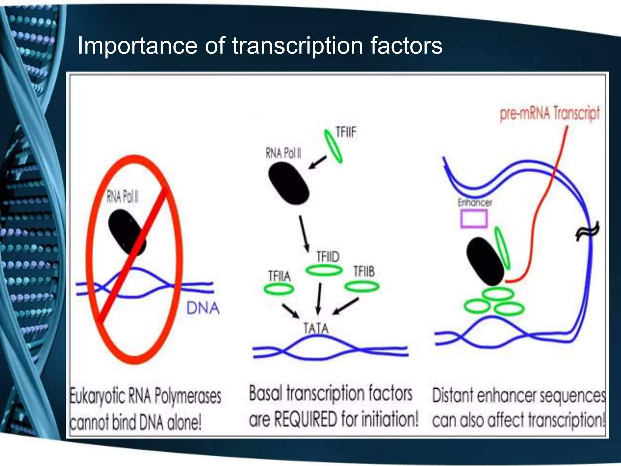 Transcription in Eukaryotes-Complete.ppt